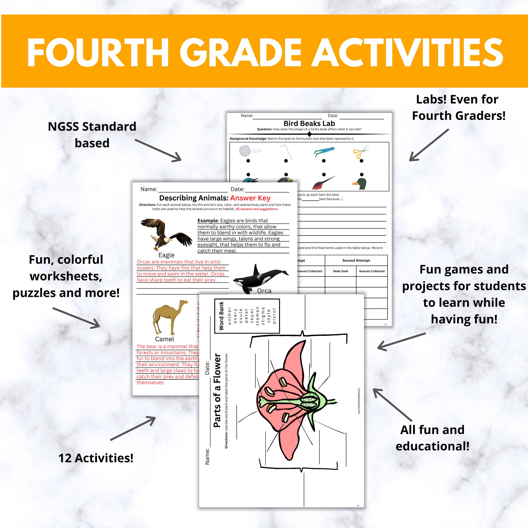 Fourth Grade Life Science Bundle: Interactive Learning for Young ...