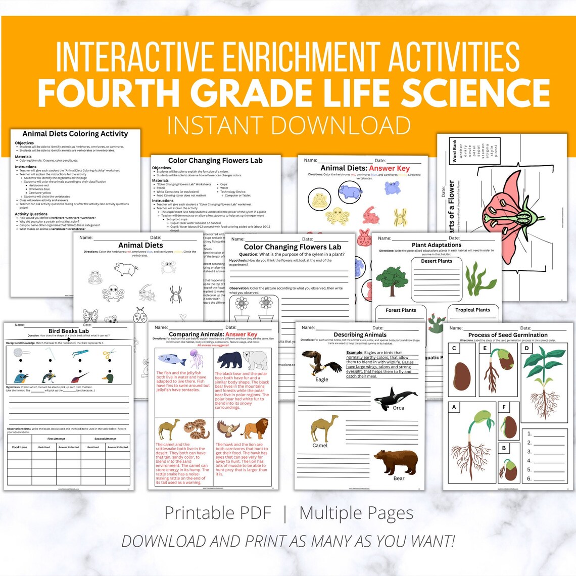 Fourth Grade Life Science Bundle: Interactive Learning for Young ...