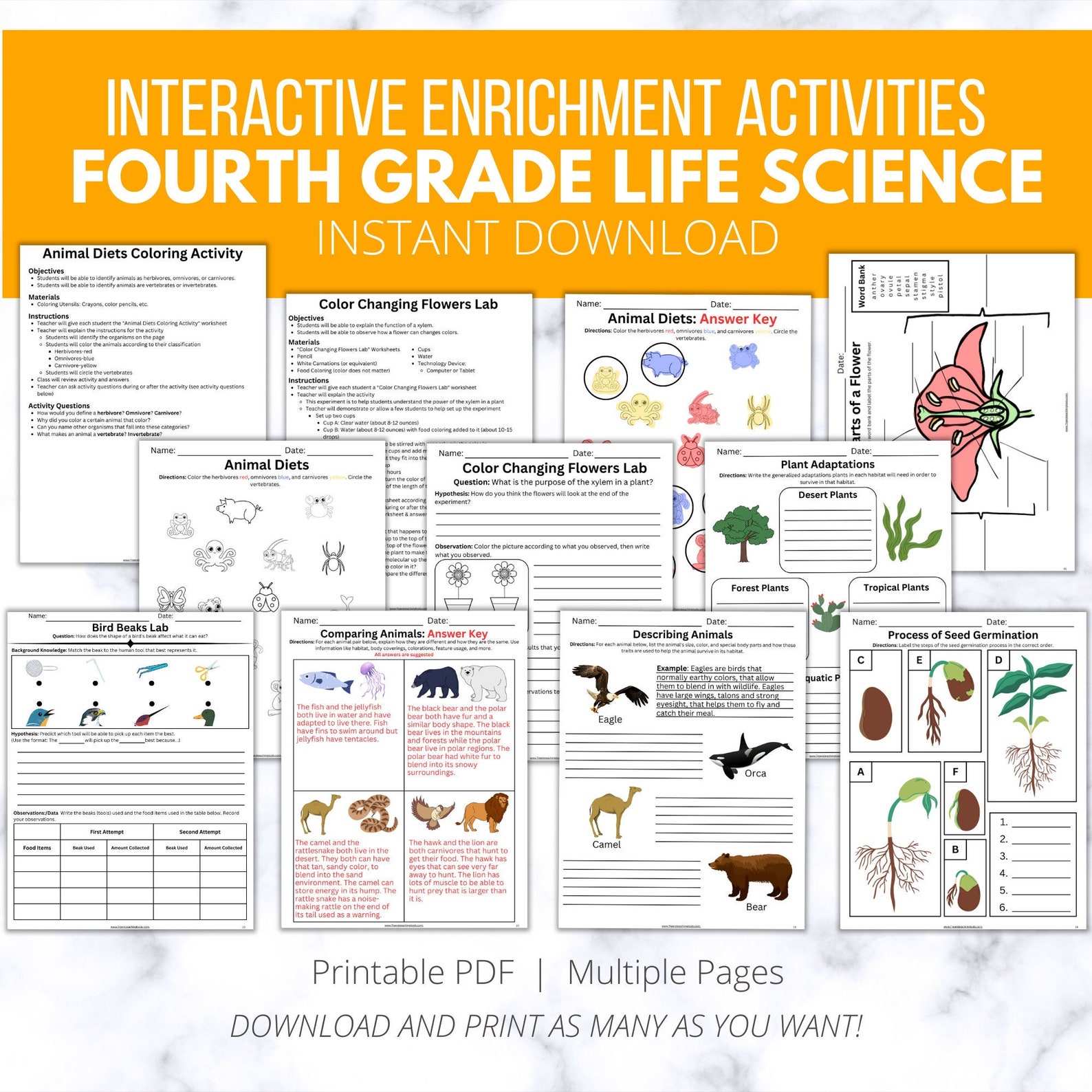 Fourth Grade Life Science Bundle: Interactive Learning for Young ...