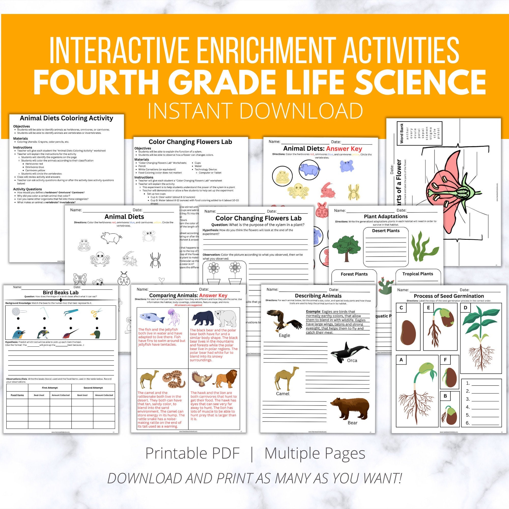 Fourth Grade Life Science Bundle: Interactive Learning for Young ...