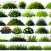 Shrubs and Bushes, Collection of Bushes Clipart, Shrubs Digital ...