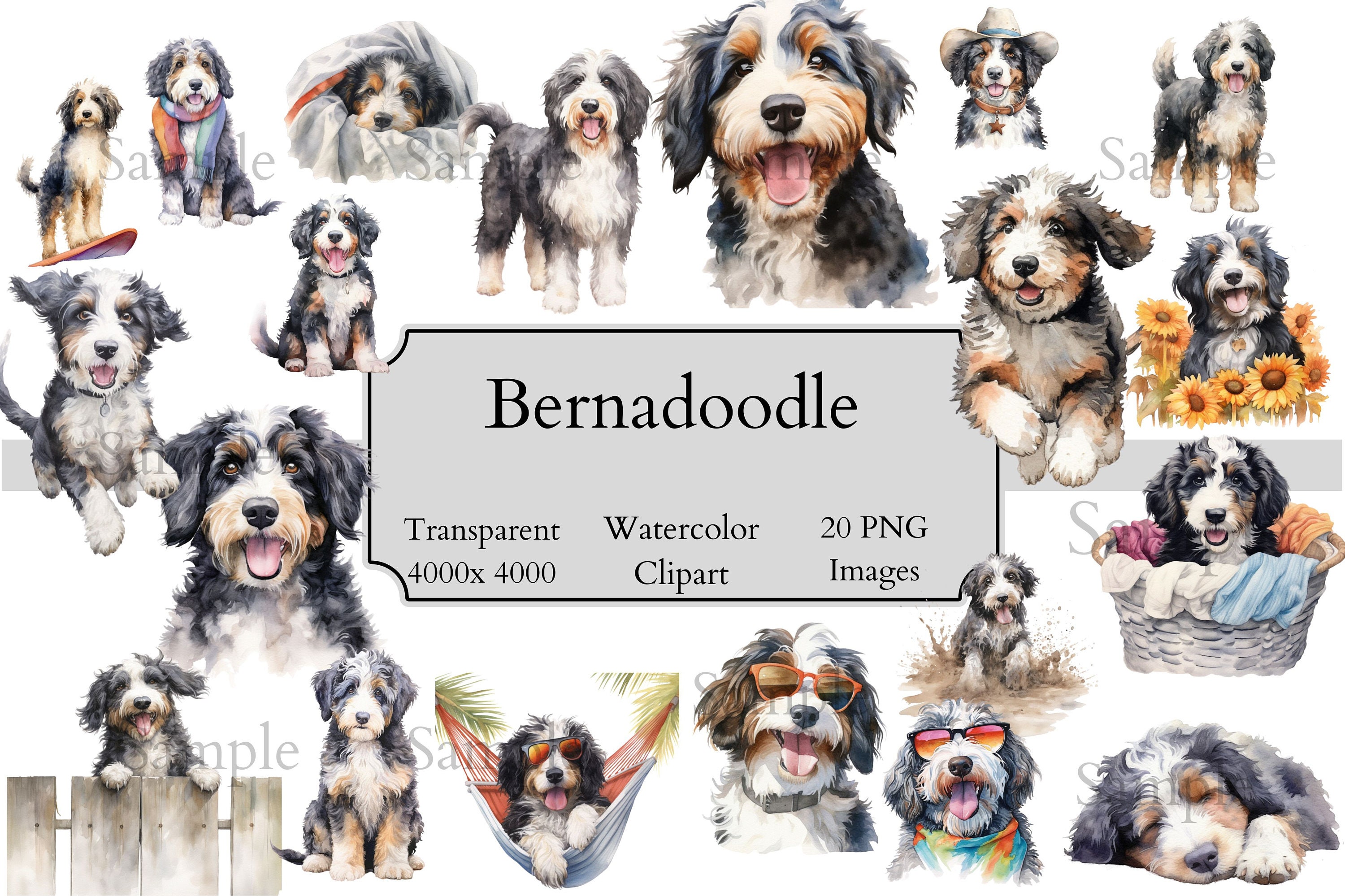 20 Cute Bernadoodle Watercolor Clipart PNG Files, Transparent ...