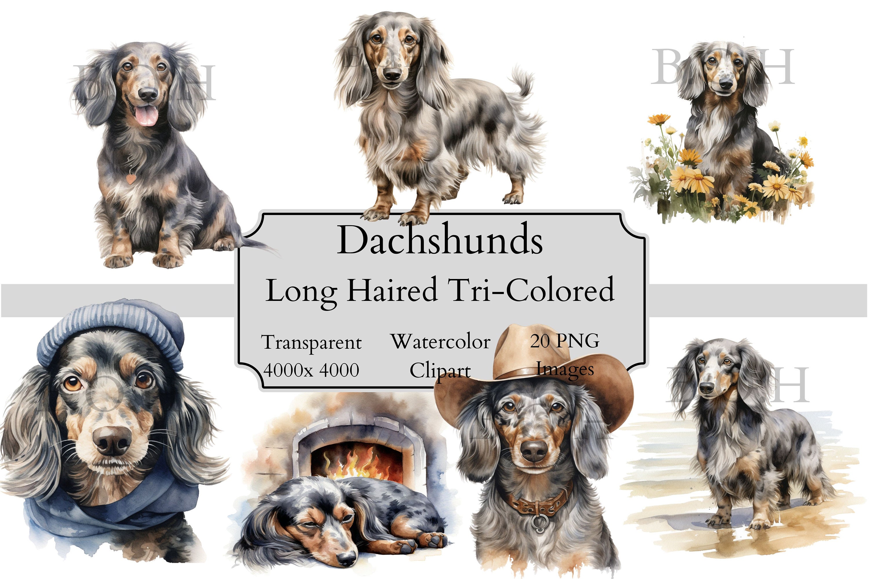 20 Cute Tri Colored Dachshund Watercolor Clipart PNG Files, Transparent ...