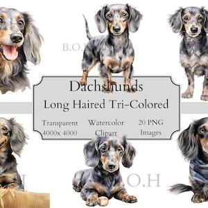 20 Cute Tri Colored Dachshund Watercolor Clipart PNG Files, Transparent ...