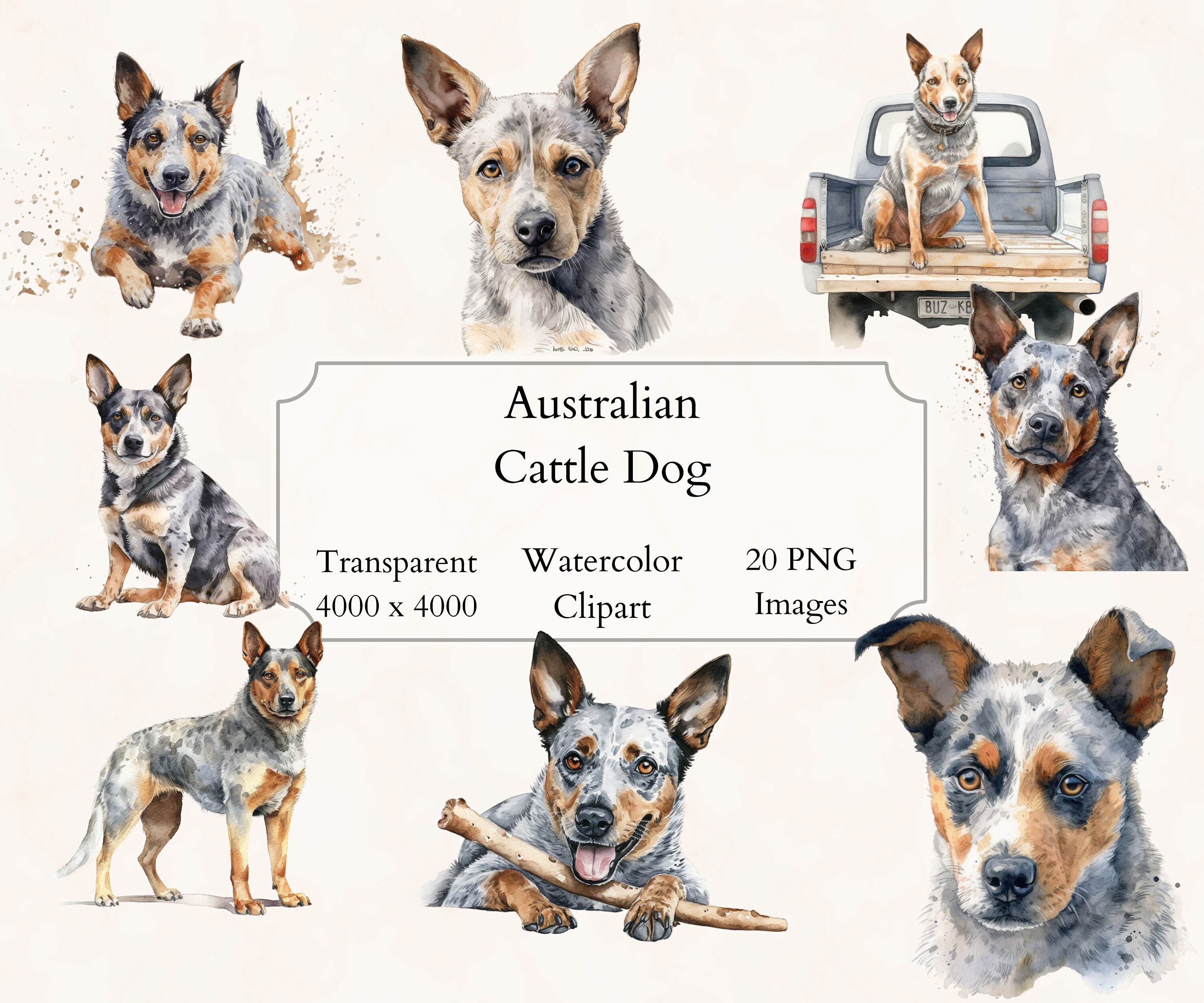 20 Cute Australian Cattle Dog Watercolor Clipart PNG Files, Transparent ...