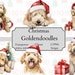 12 Christmas Goldendoodle Watercolor Clipart PNG Files, Transparent ...