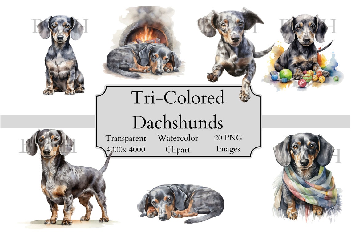 20 Cute Tri Colored Dachshund Watercolor Clipart PNG Files, Transparent ...