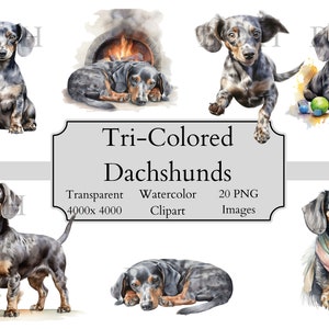 20 Cute Tri Colored Dachshund Watercolor Clipart PNG Files, Transparent ...