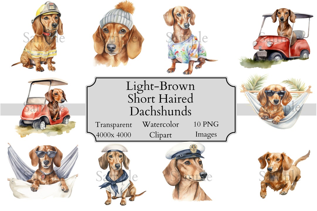 10 Cute Light Brown Short Haired Dachshund Watercolor Clipart PNG Files ...