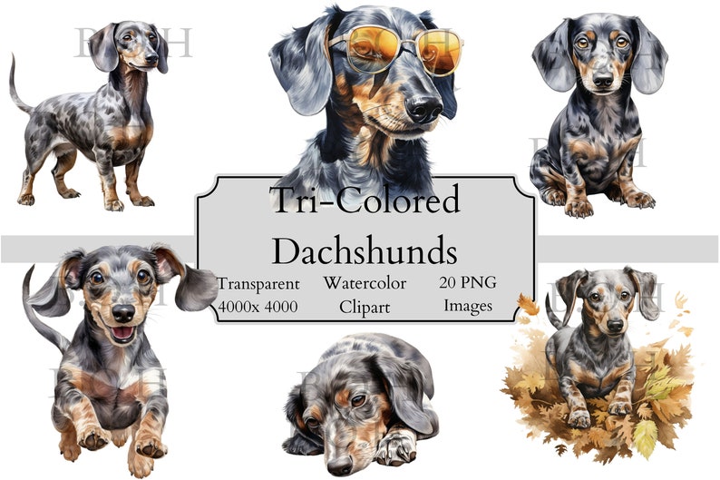 20 Cute Tri Colored Dachshund Watercolor Clipart PNG Files, Transparent ...