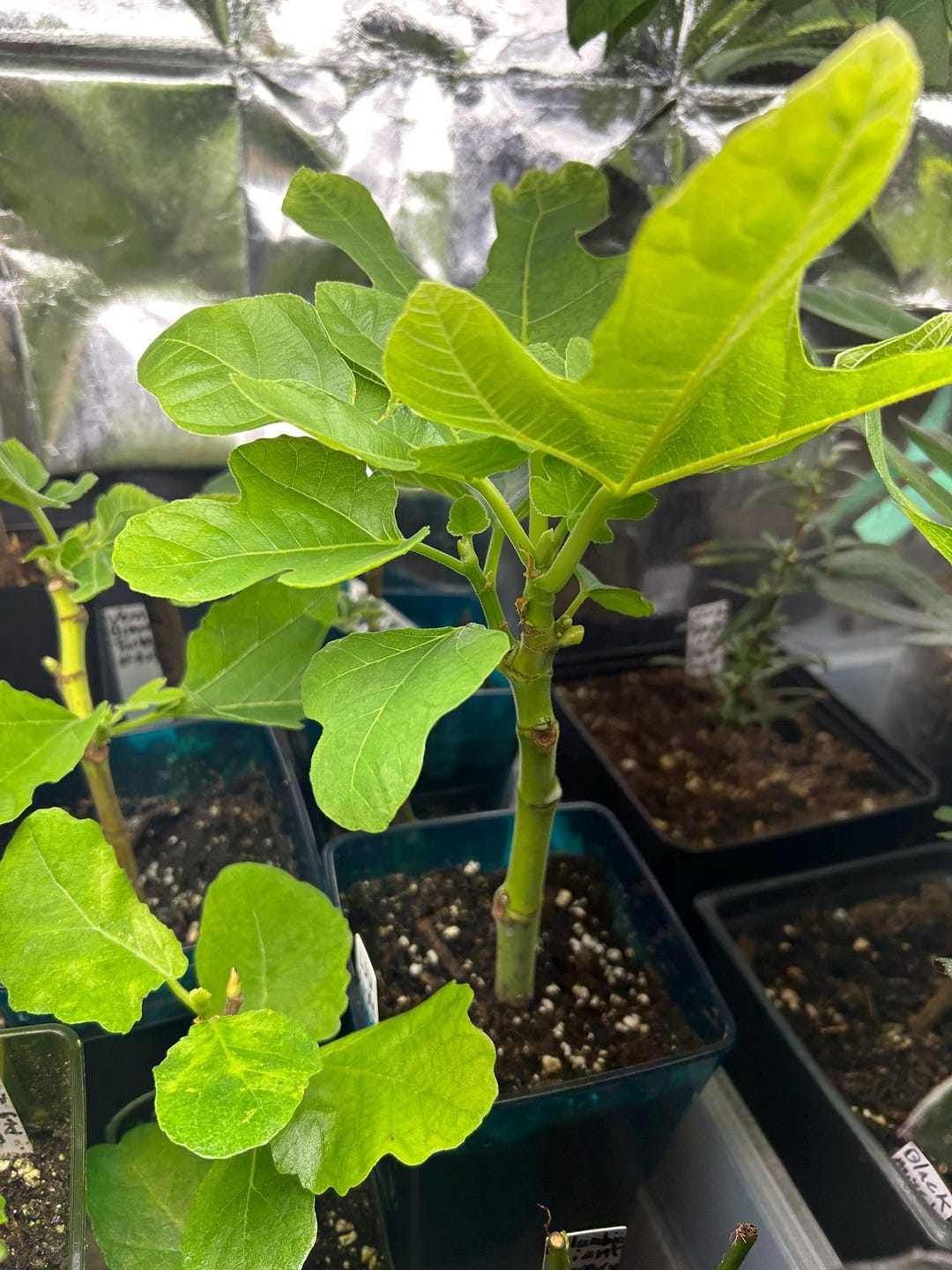 LSU Purple Fig Cuttings - Cold Hardy, Vigorous Variety (2-for-1) Easy ...