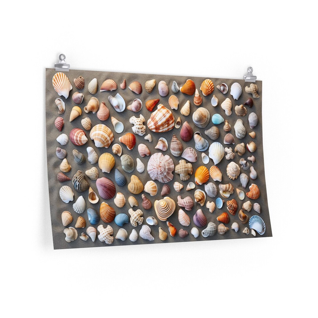 Seashell Poster | Matte Horizontal Poster | Colorful Seashells on a ...