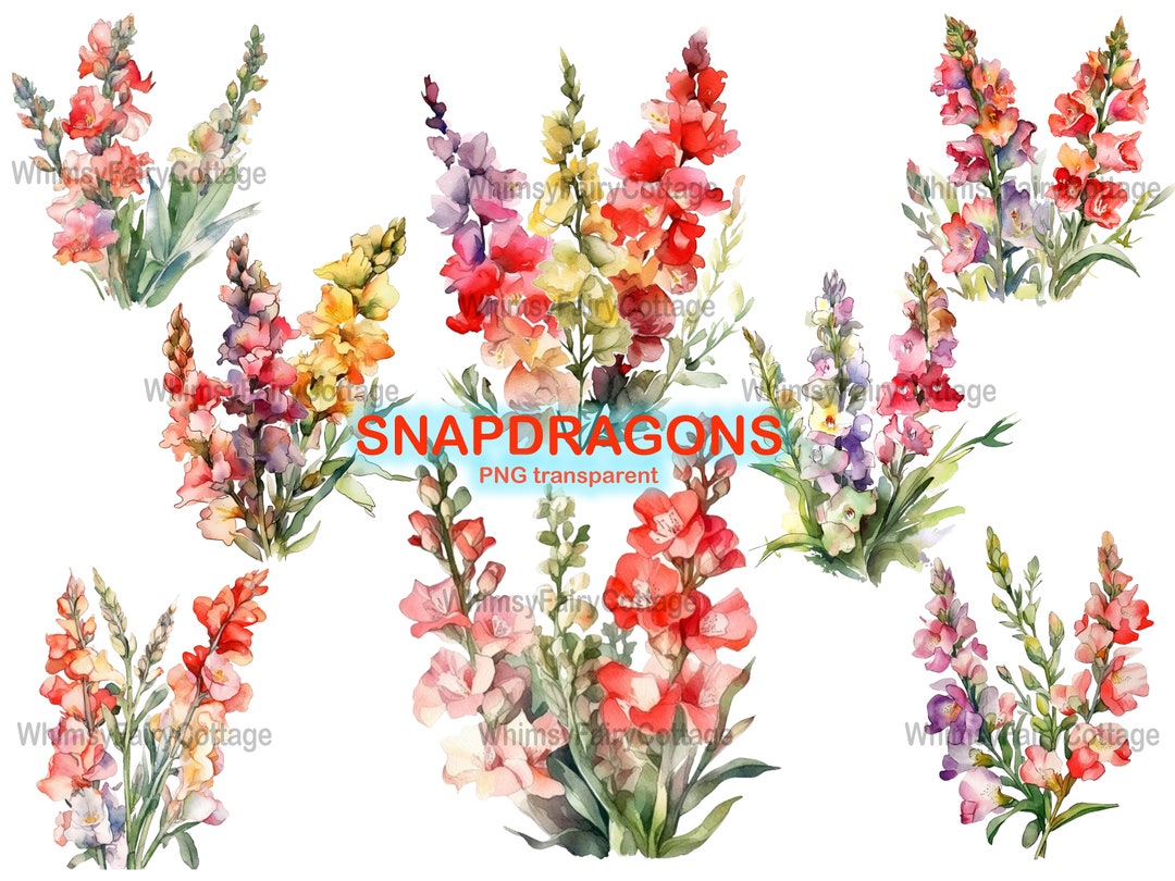 8 Watercolor Snapdragon Flowers Clipart, PNG Digital Flowers Download ...