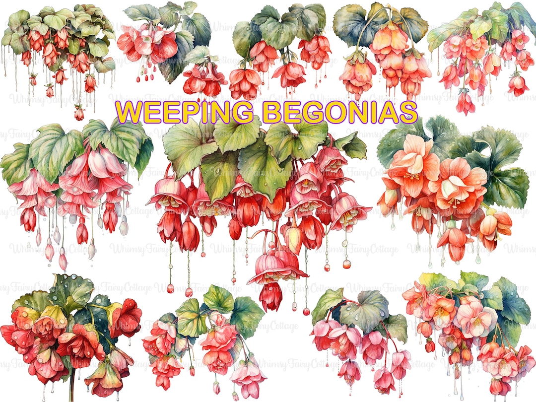 Weeping Begonia Clipart PNG Transparent, Begonia Flowers Digital Clip ...