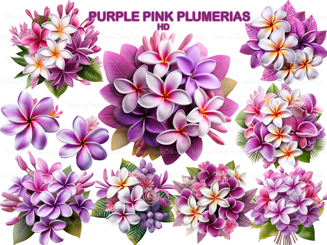 Watercolor Purple Pink Plumeria Clipart 12 HD Watercolor Lei - Etsy