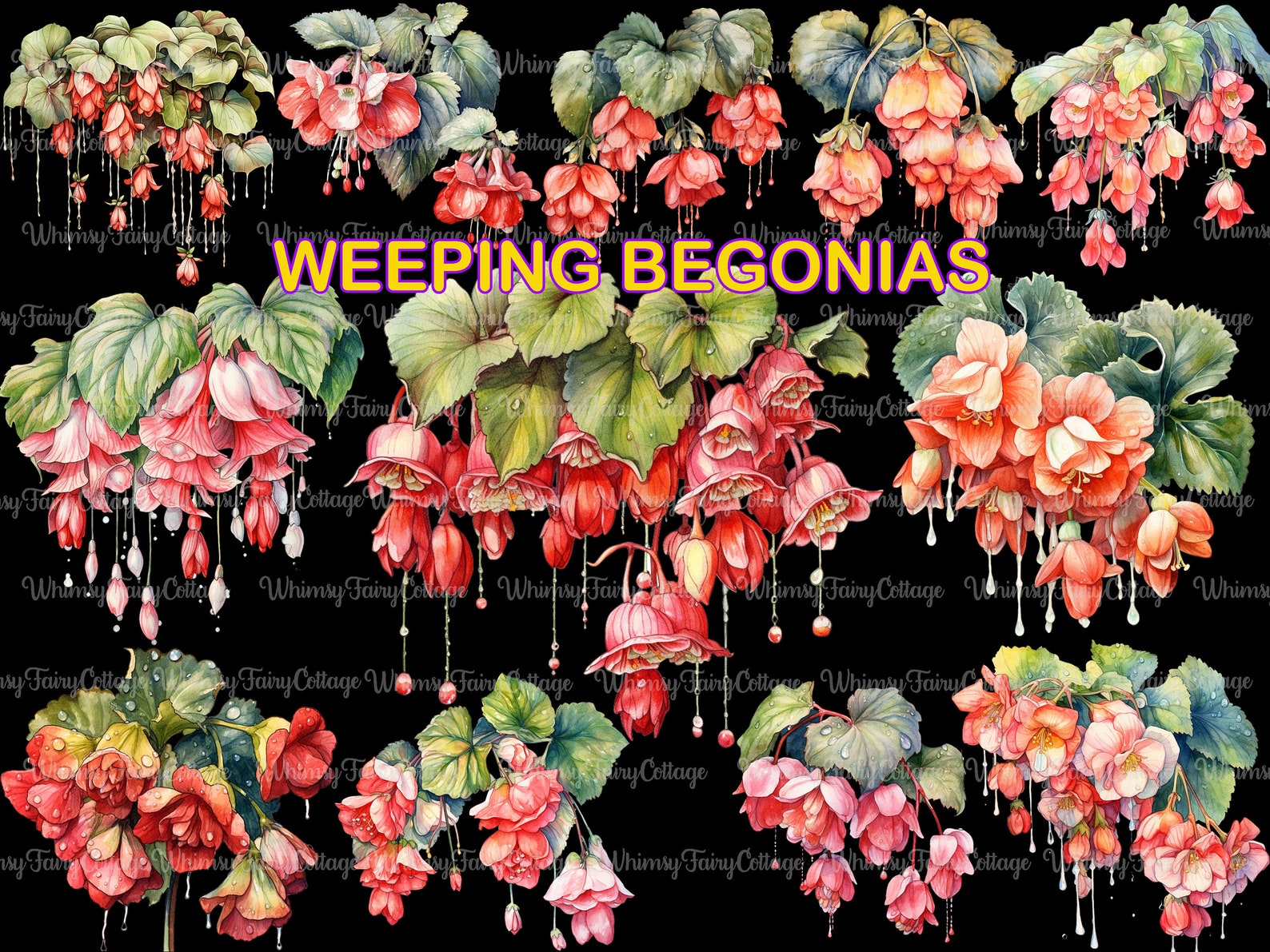 Weeping Begonia Clipart PNG Transparent, Begonia Flowers Digital Clip ...