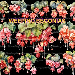 Weeping Begonia Clipart PNG Transparent, Begonia Flowers Digital Clip ...