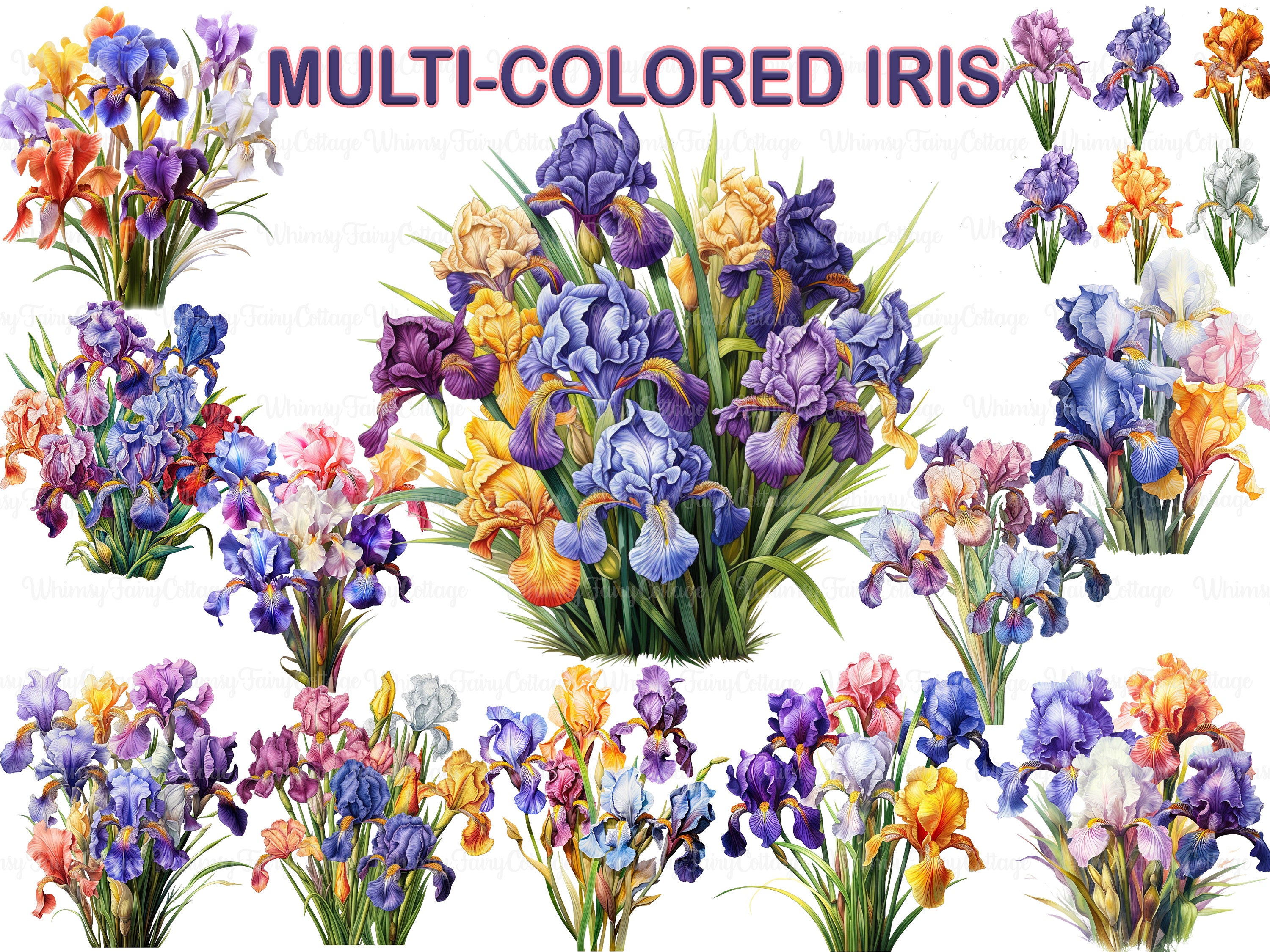 Colorful Iris Clipart PNG Transparent, Rainbow Iris Flowers Digital ...