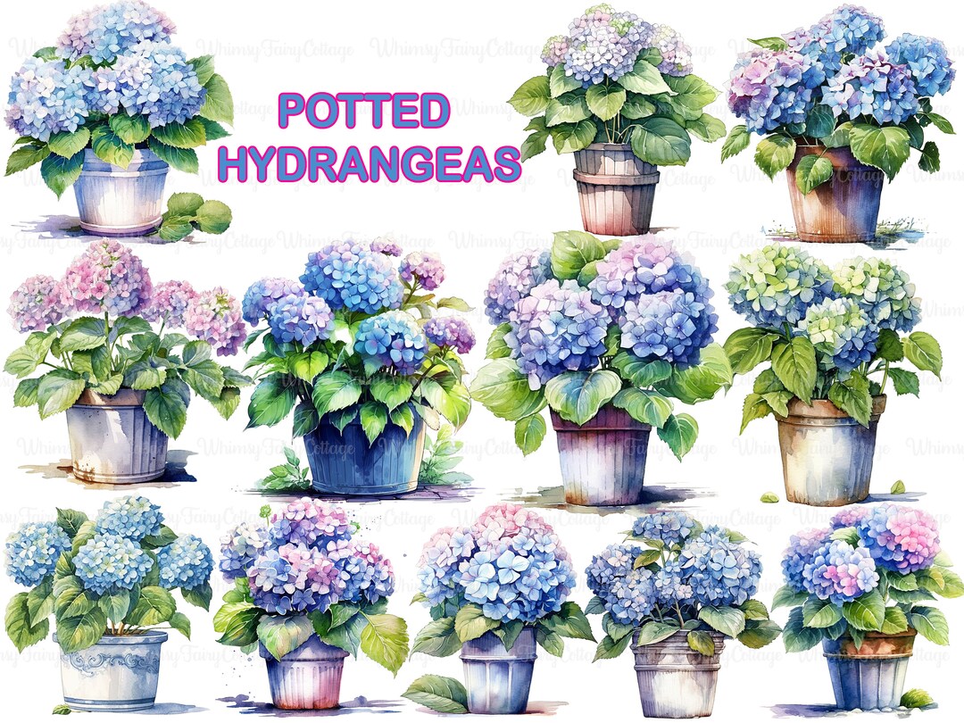 Potted Hydrangea Clipart, Blue and Pink Hydrangeas in a Pot PNG ...