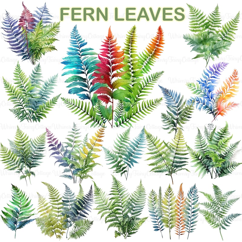 Fern Botanical Borders - Etsy