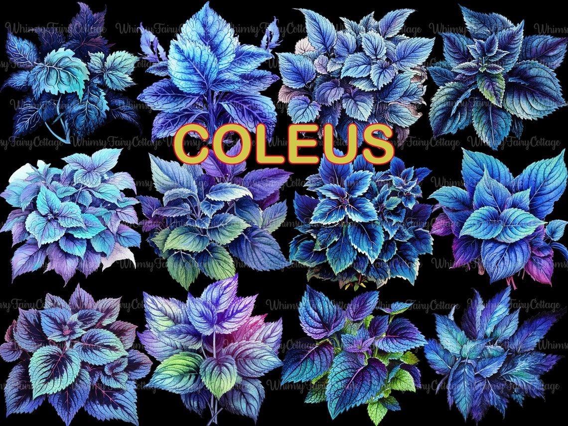 Coleus Clipart PNG Transparent, Black and Blue Coleus Bouquets Digital ...