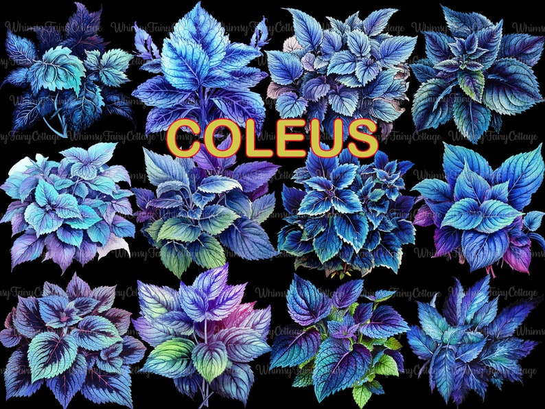 Coleus Clipart PNG Transparent, Black and Blue Coleus Bouquet Foliage ...