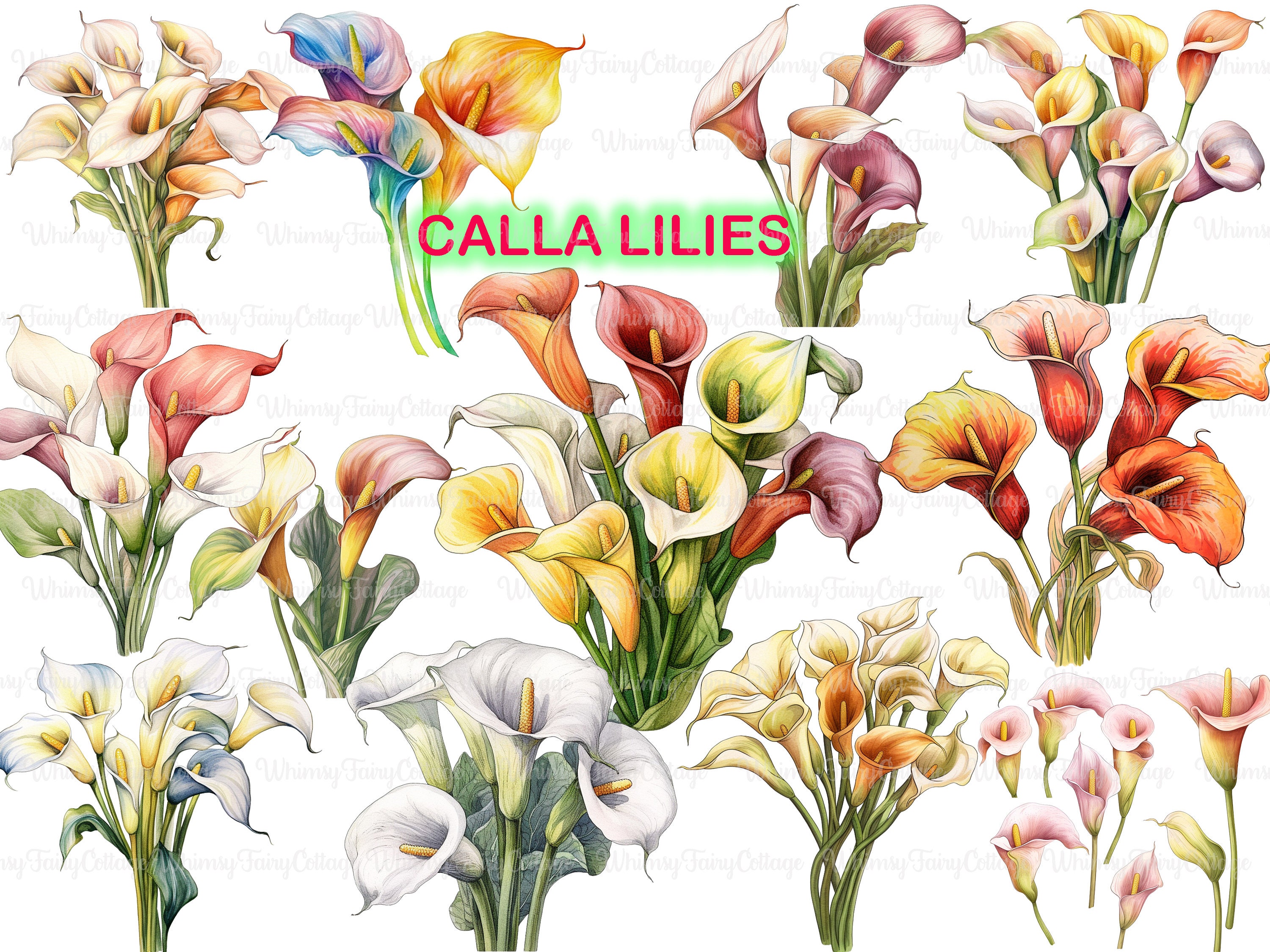 Calla Lily Clipart PNG Transparent, Colorful Calla Lilies PNG ...