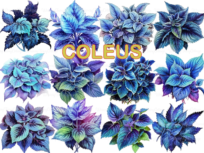 Black and Blue Coleus Clipart Coleus Bouquets PNG Cardmaking - Etsy
