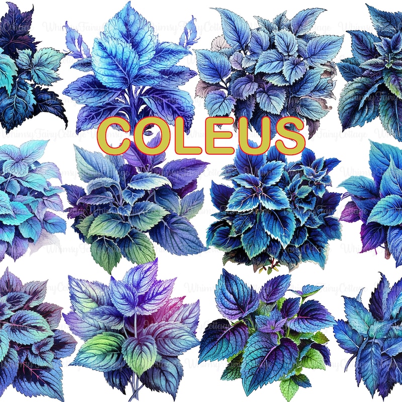 Blue Coleus - Etsy