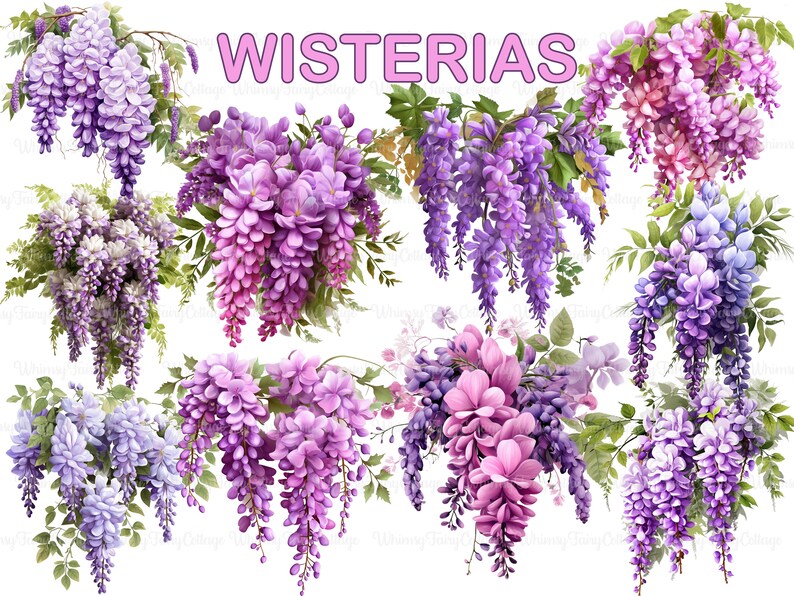 Wisteria Clipart PNG Transparent, Purple Pink and Blue Wisterias ...