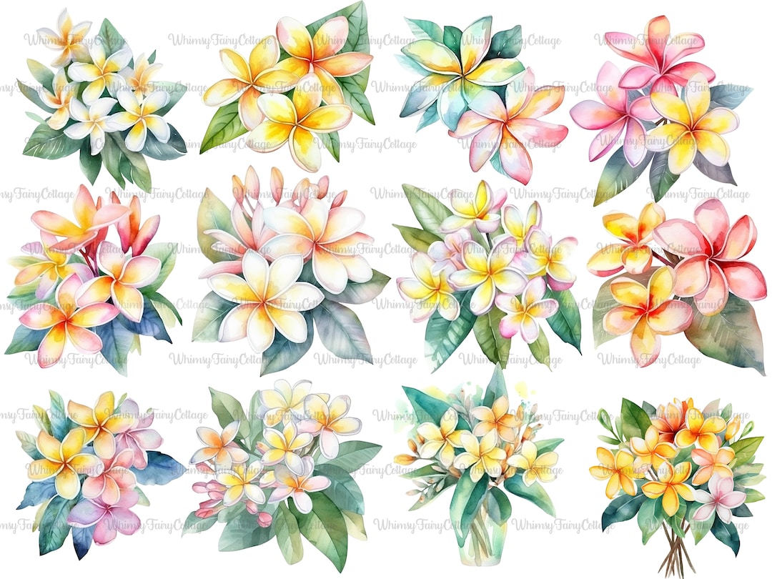 12 Watercolor Plumeria Clipart, PNG Plumerias, Lei Hawaiian Flowers ...