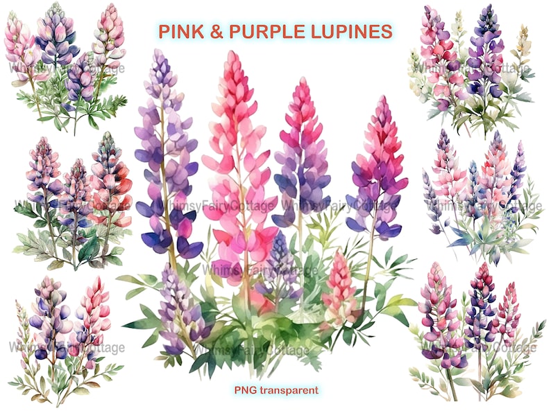 Lupine Clipart PNG Transparent, Spring Flowers Digital Clip Art, Flower ...
