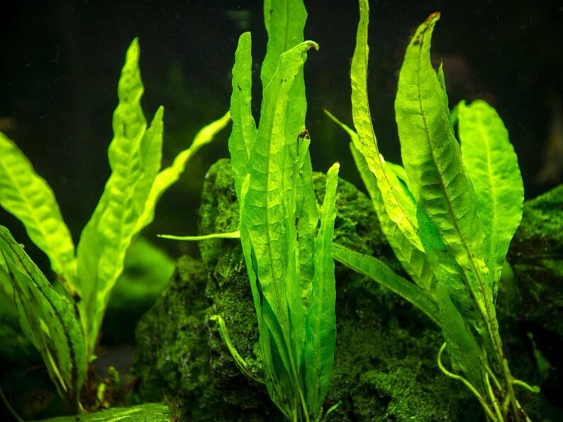 Aquatic Fern Fully Submerged Plant for Fish Tanks/ Terrariums Pack of 3 ...