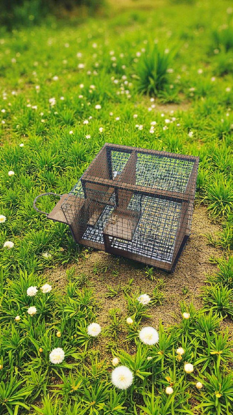 Elevator Type Sparrow Trap: Nonstop Live Bird Catch Automatic Trap - Etsy