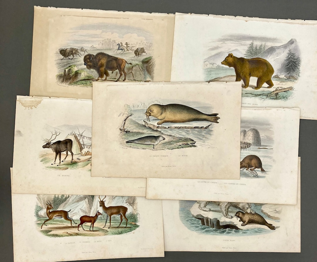 Antique Engraved Forest Animals Illustration of 19th Century. Vintage ...