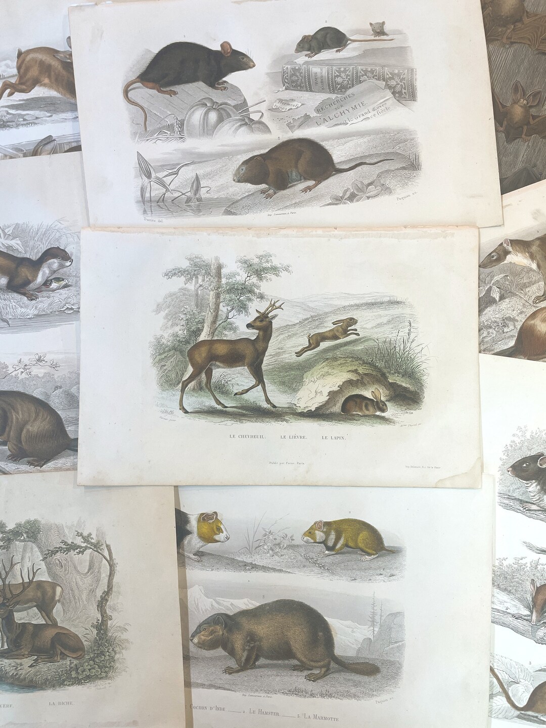 Antique Engraved Forest Animals Illustration of 19th Century. Vintage ...