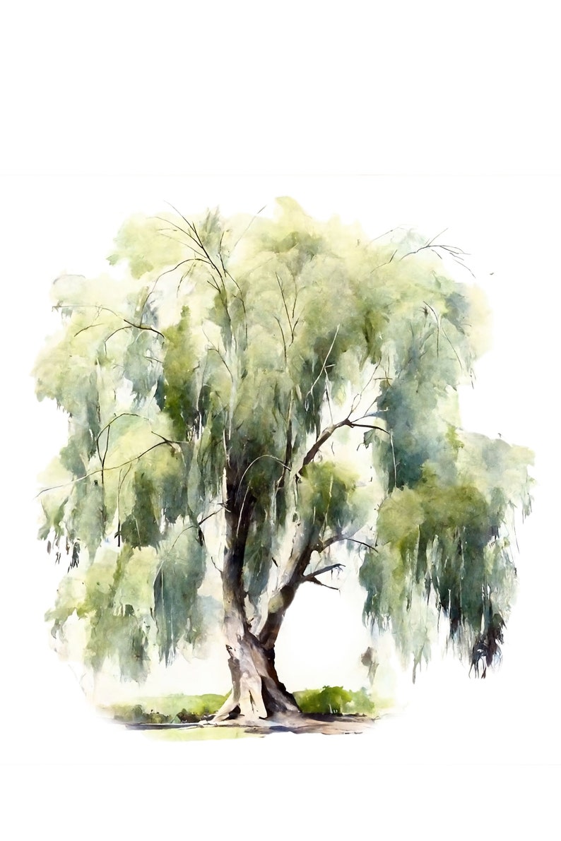 A Weeping Willow Tree, Watercolor & Digital - Etsy