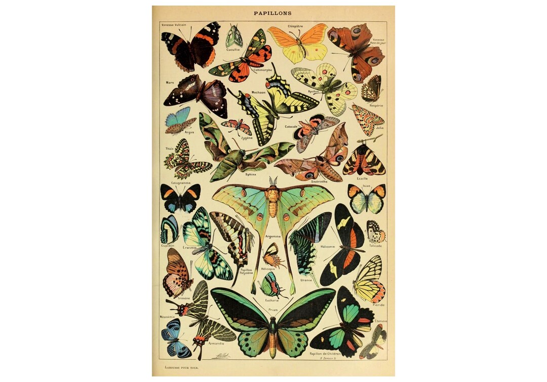 Adolphe Philippe Millot (butterfly Family) Canvas Poster, Adolphe ...