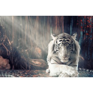 White Tiger Canvas Paintings, White Tiger Canvas Wall Art, White Tiger ...
