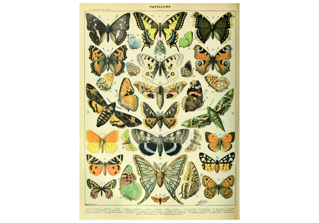 Adolphe Philippe Millot (butterfly Family 2) Canvas Poster, Adolphe ...