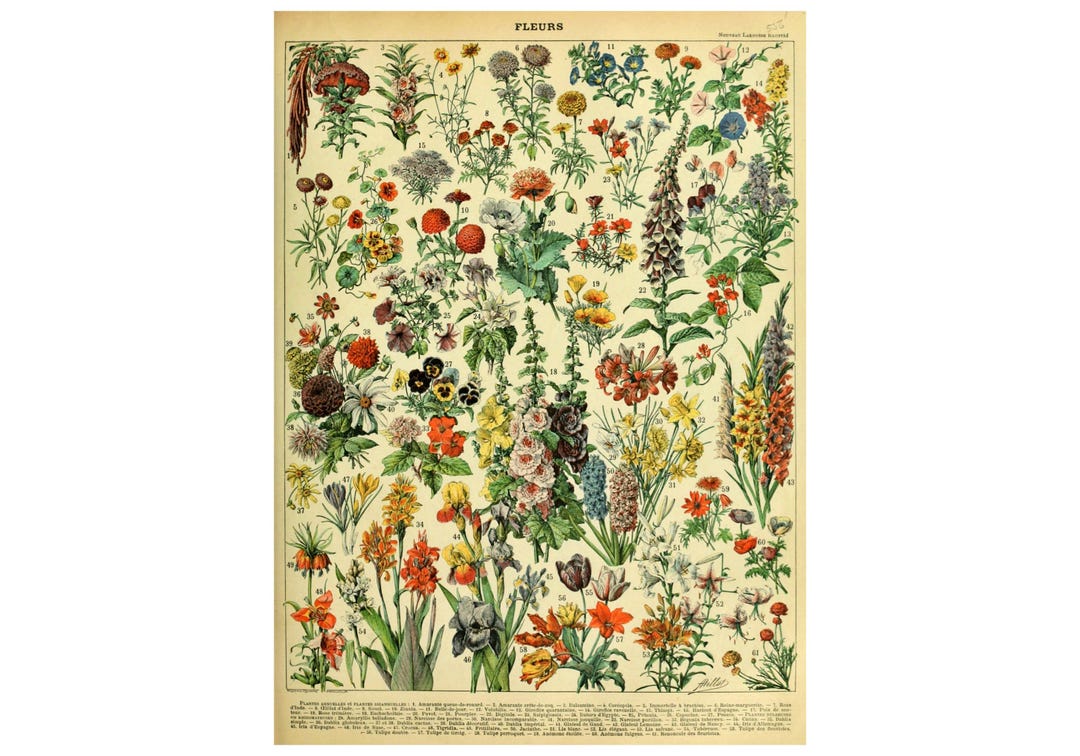 Adolphe Philippe Millot (flowers) Canvas Poster, Adolphe Millot Canvas ...