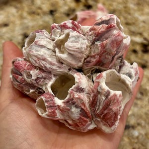 6 Pieces/ Clusters Pink/ Purple Titan BARNACLES Florida Shells Aquarium ...