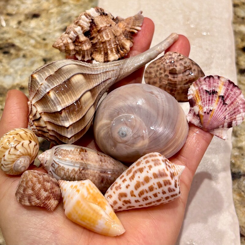 Seashell Collection - Etsy