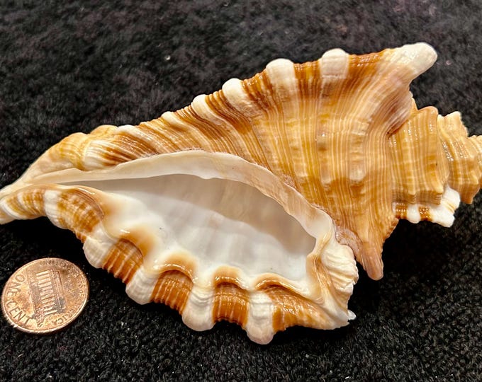 10 Perfect and LARGE Lettered Olives Florida Seashells Collectible ...