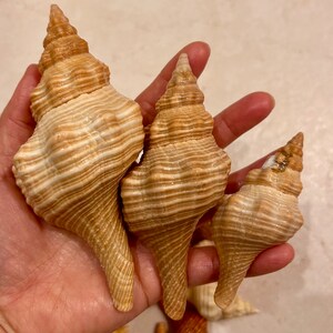 Set of 20 Great Collection of HORSE CONCH Family 20.5mm-282mm in Length ...