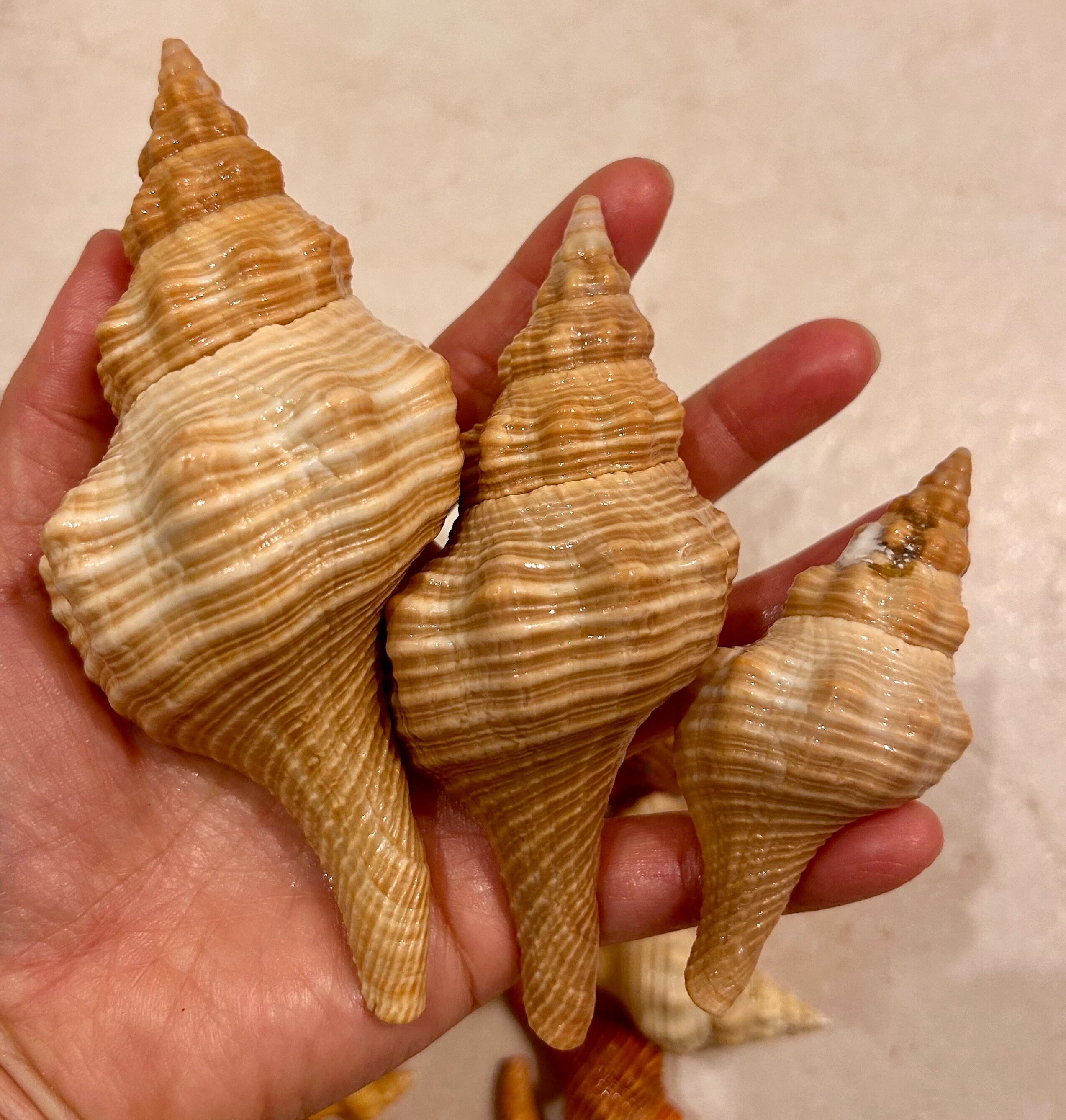 Set of 20 Great Collection of HORSE CONCH Family 20.5mm-282mm in Length ...
