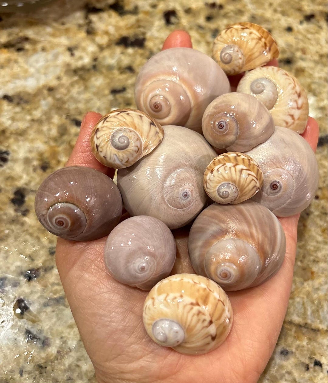 Great Set of 12 MOON SNAILS (gaudy Natica, Shark’s Eye) Florida ...