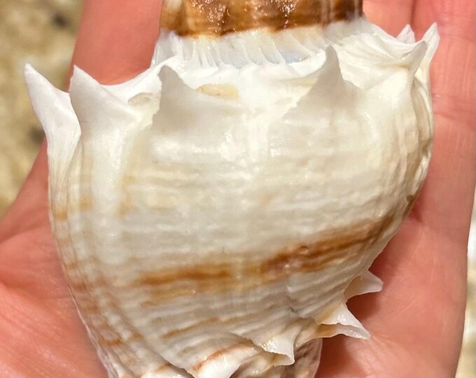 Rare* Large* Half ALBNISTIC* KING CROWN Conch Seashell 86mm Florida ...