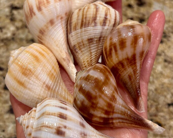 7 Gorgeous Dark Chocolate/light Yellow PEAR WHELKS 60mm-80.5mm Florida ...