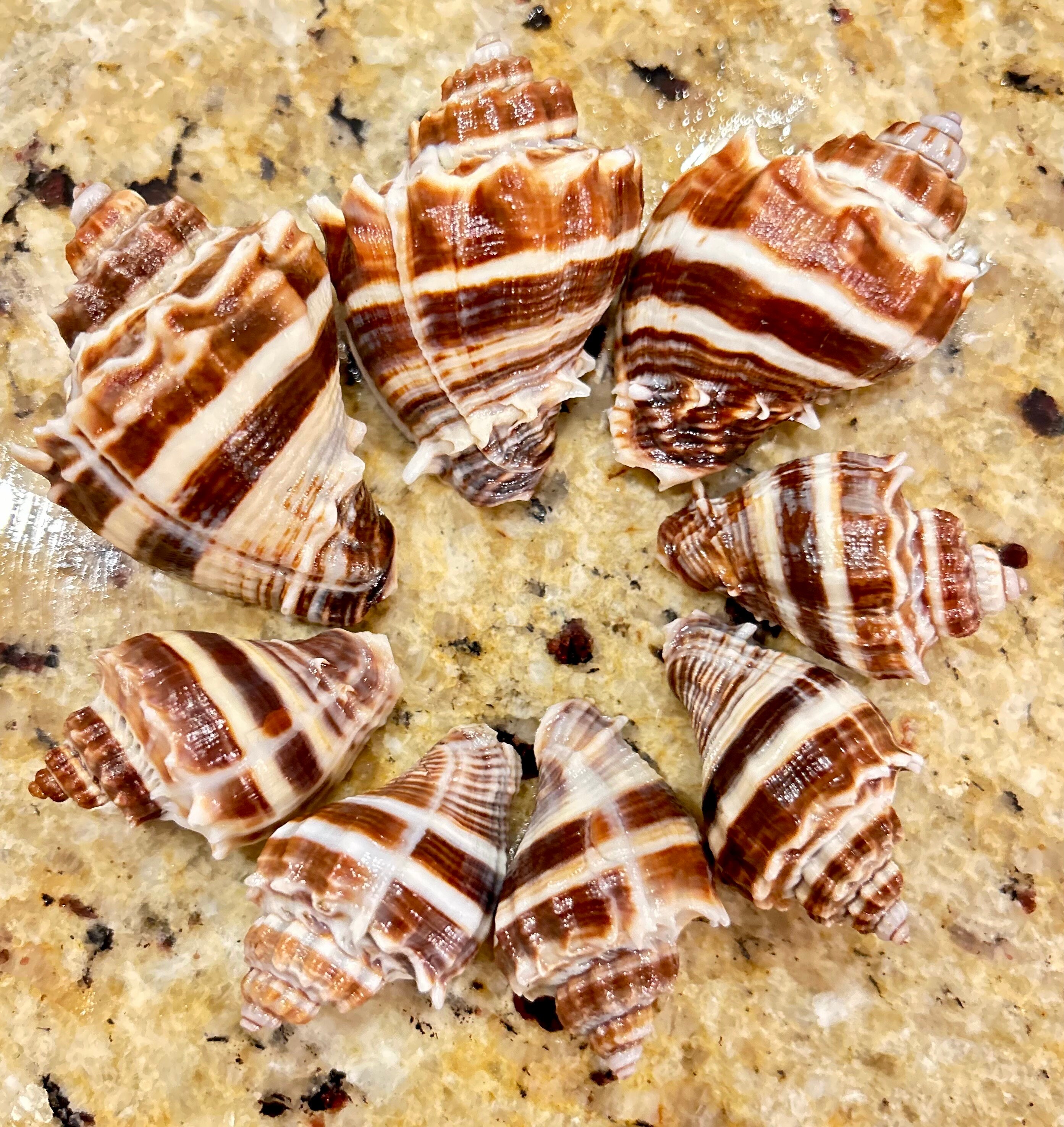 8 Dark KING CROWN CONCHS Florida Seashells Collected on East Coast #106 ...